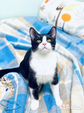 Котик Ракета в поисках дома