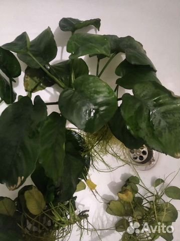 Криптокорина апоногетонолистная, анубиас гигантски