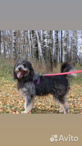 Собака пёсо медведь ищет дом