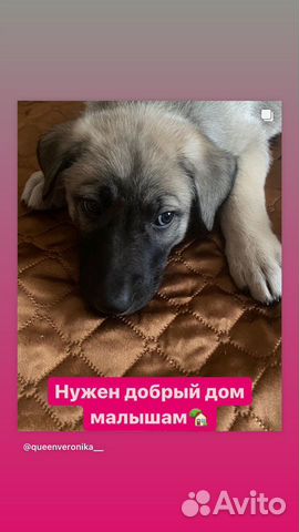 Собака