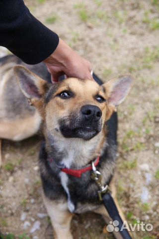 Нежная хрупкая собака ищет дом. в добрые руки