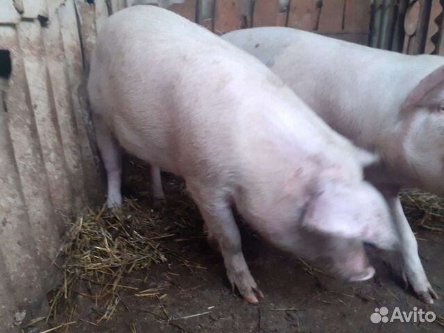 Свинки на племя
