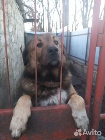 Собака в добрые руки кавказец