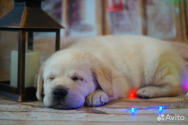 Лабрадор ретривер щенок