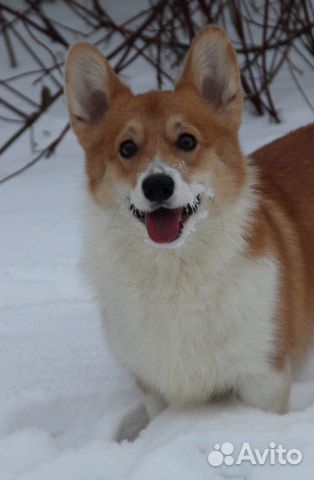 Вельш Корги Пемброк