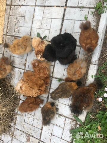 Инкубационное яйцо китайской шелковой