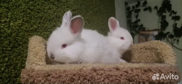 Кролики немецкая Ангора