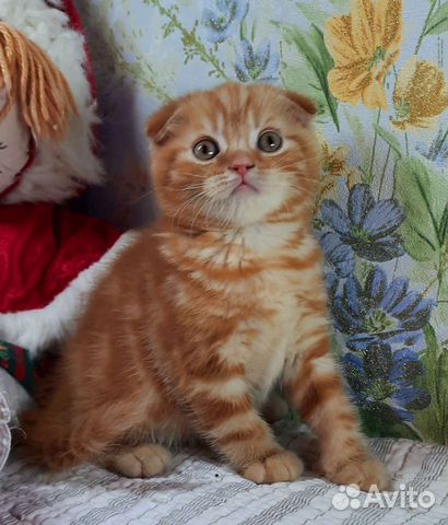 Вислоухий тигрёнок к Новому Году