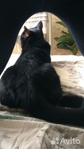 Кот чёрный бомбейский бесплатно 2 года