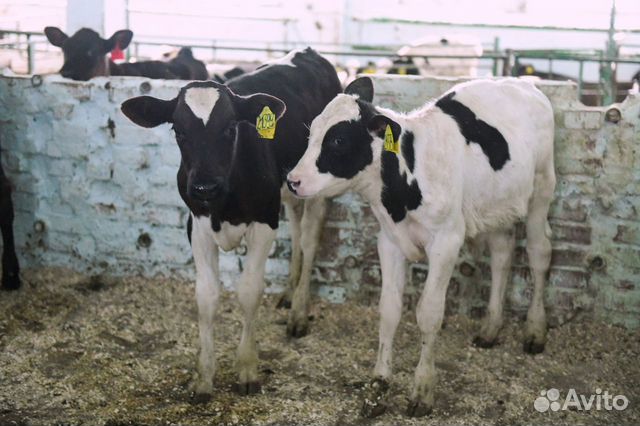 Телята Бычки телки