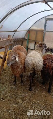 Овцы бараны