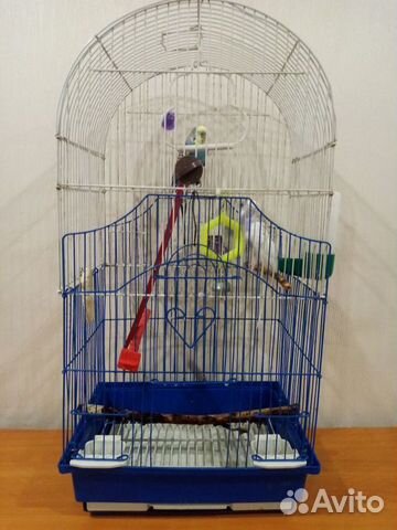 Волнистые попугаи