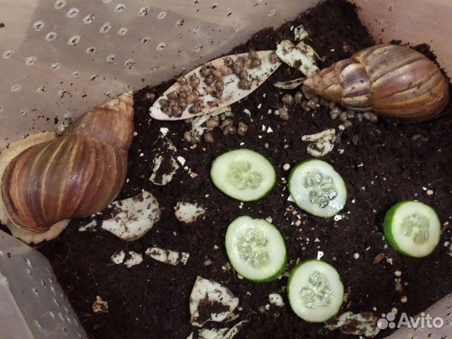 Улитки ахатины