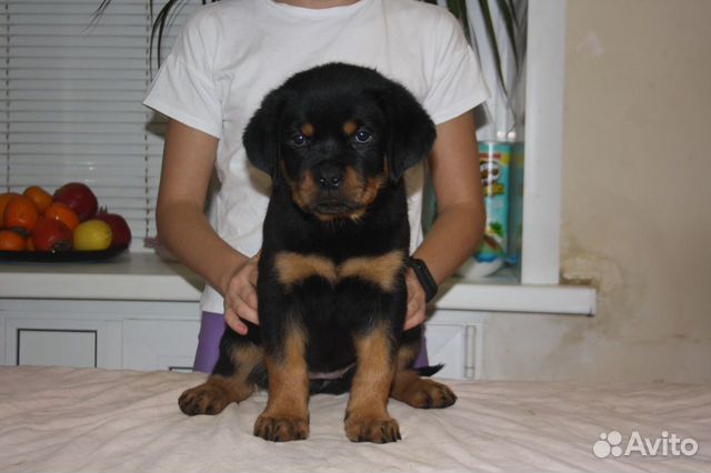 Щенки ротвейлера продажа