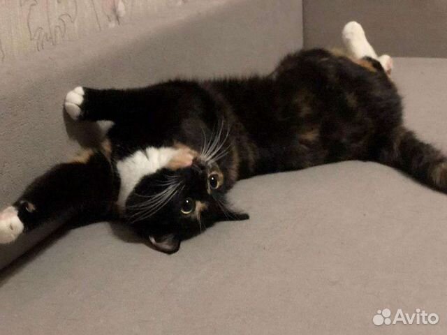 Трехцветная кошка