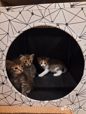 Котенок в дар бесплатно