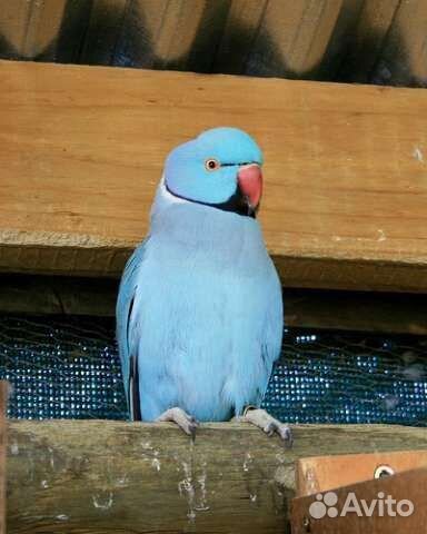 Ожереловый попугай