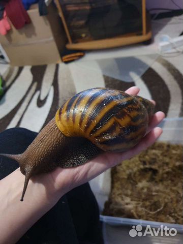 Улитка ахатина тигры