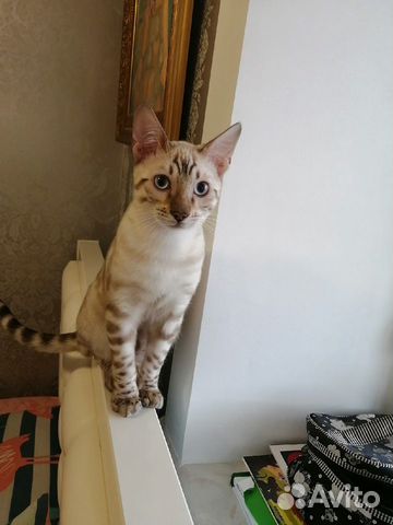 Бенгальские снежные мальчики