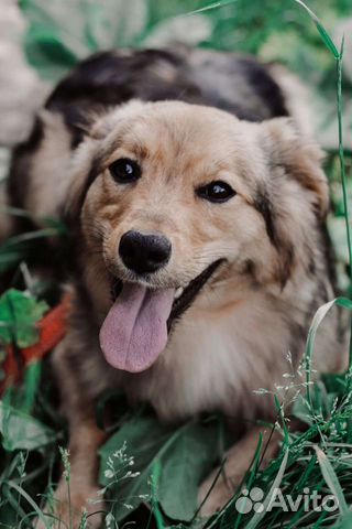 Небольшая собака Рада