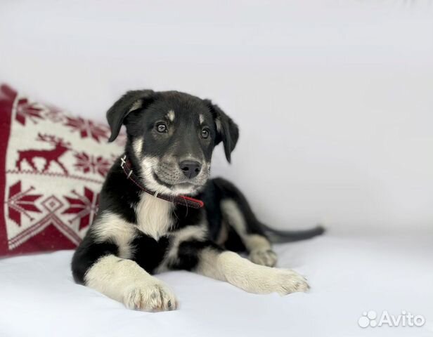 Малышка Стелла в дар