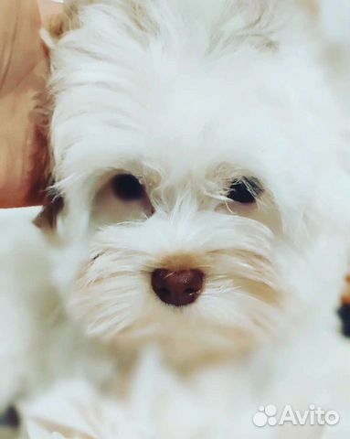 Белоснежный с лиловым йорк