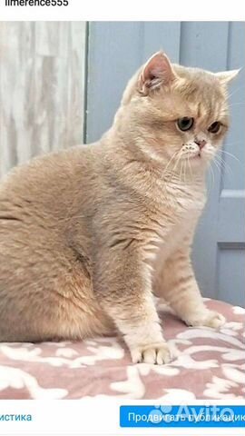 Британский мачо