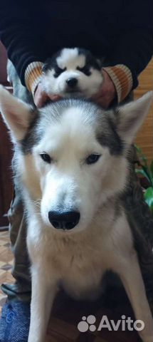 Щенки сибирской хаски