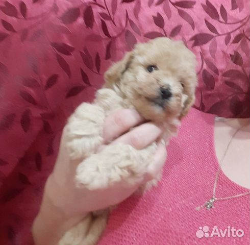 Мальтипу и той пудели и тикап мини и микро