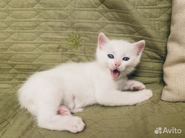 Котята белые