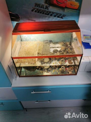 Террариум с красноухой черепахой