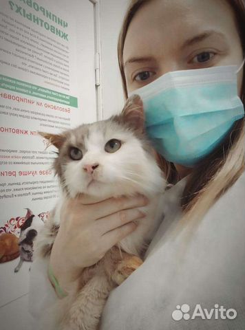 Кот в добрые руки