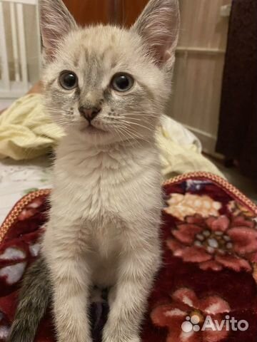 Котята скотиш страйт