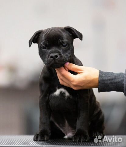 Стаффордширский бультерьер щенки