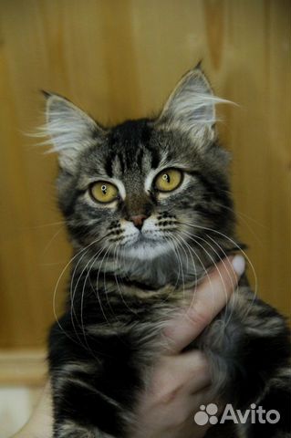 Сибирский котенок Алиса в дар