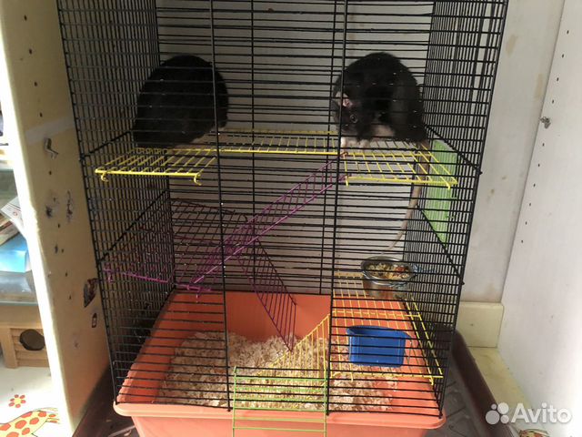 Крыса дамбо