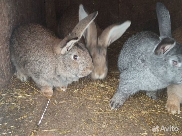 Кролики и гуси