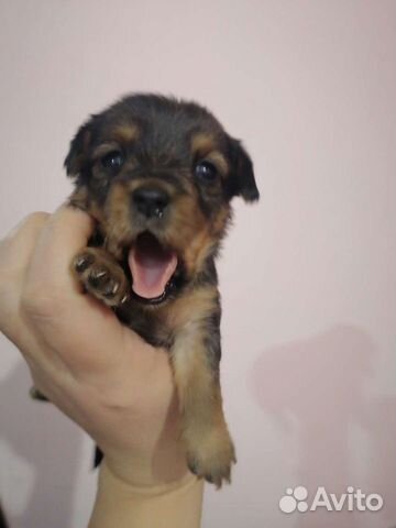 Собаки бесплатно маленькие