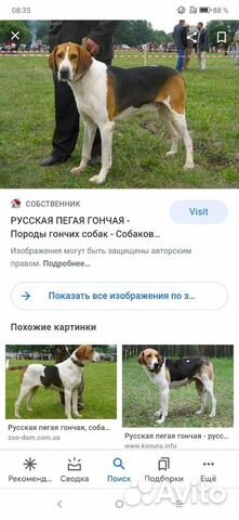 Найдена собака