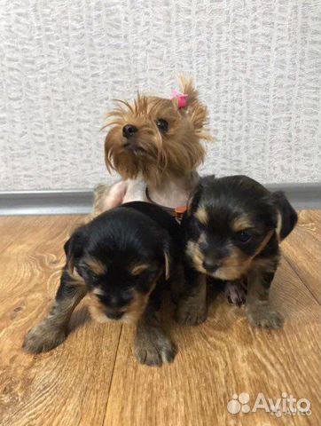 Йоркширский терьер