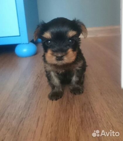 Продам щенков Йоркширского терьера