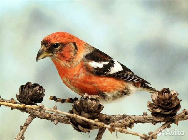 Клест белокрылый