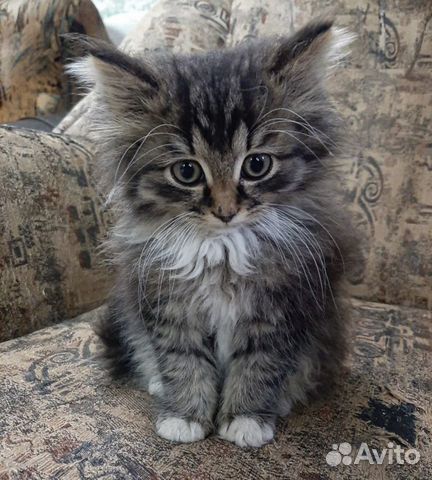 Чудо пушистый котёнок Милош 2 месяца в добрые руки