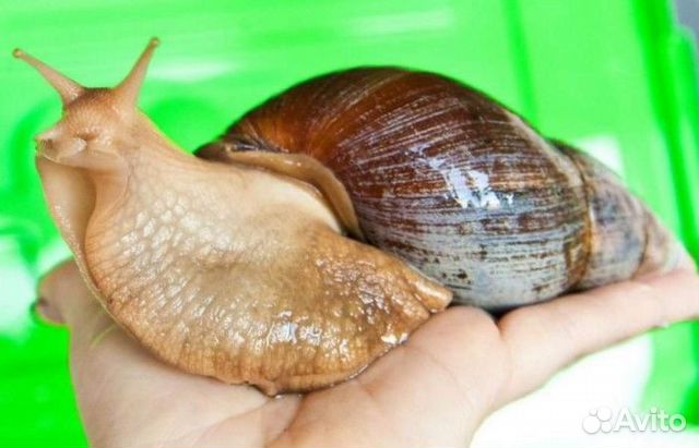 Улитки ахатины