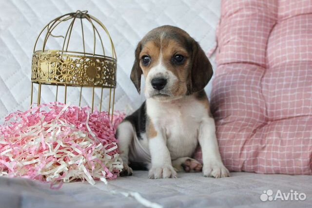 Ребята-биглята(документы/клейма)