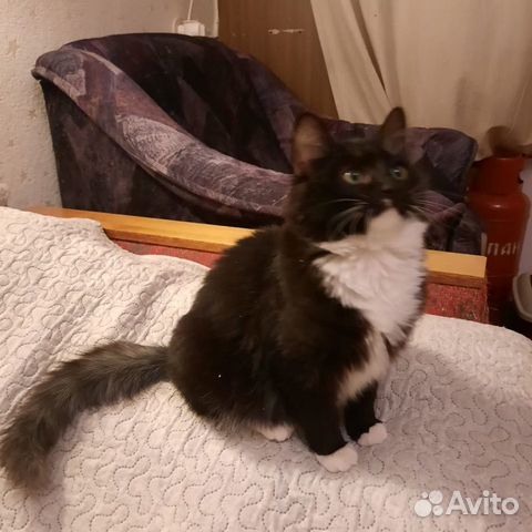 Котенок девочка