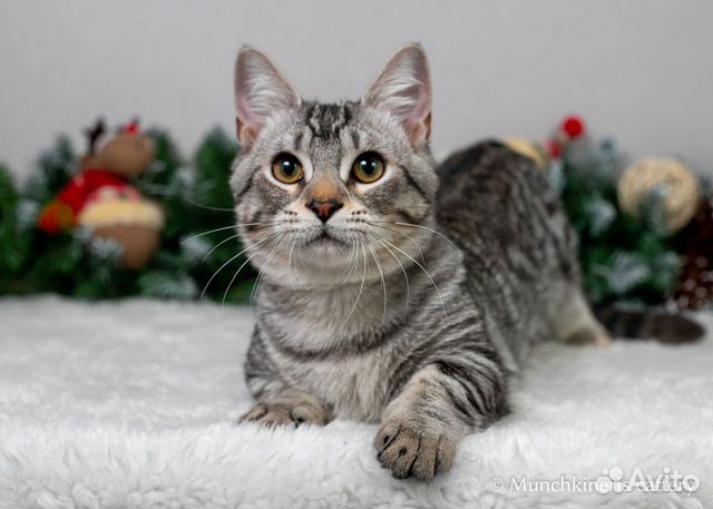 Мальчик манчкин