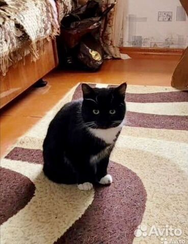 Нежнейшая Кошечка Ищит Дом Иначе Погибнет