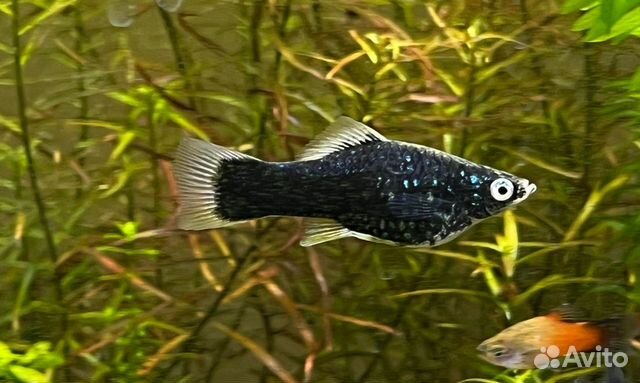 Меченосец черный молодёжь