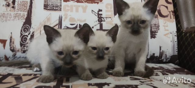 Тайские котята